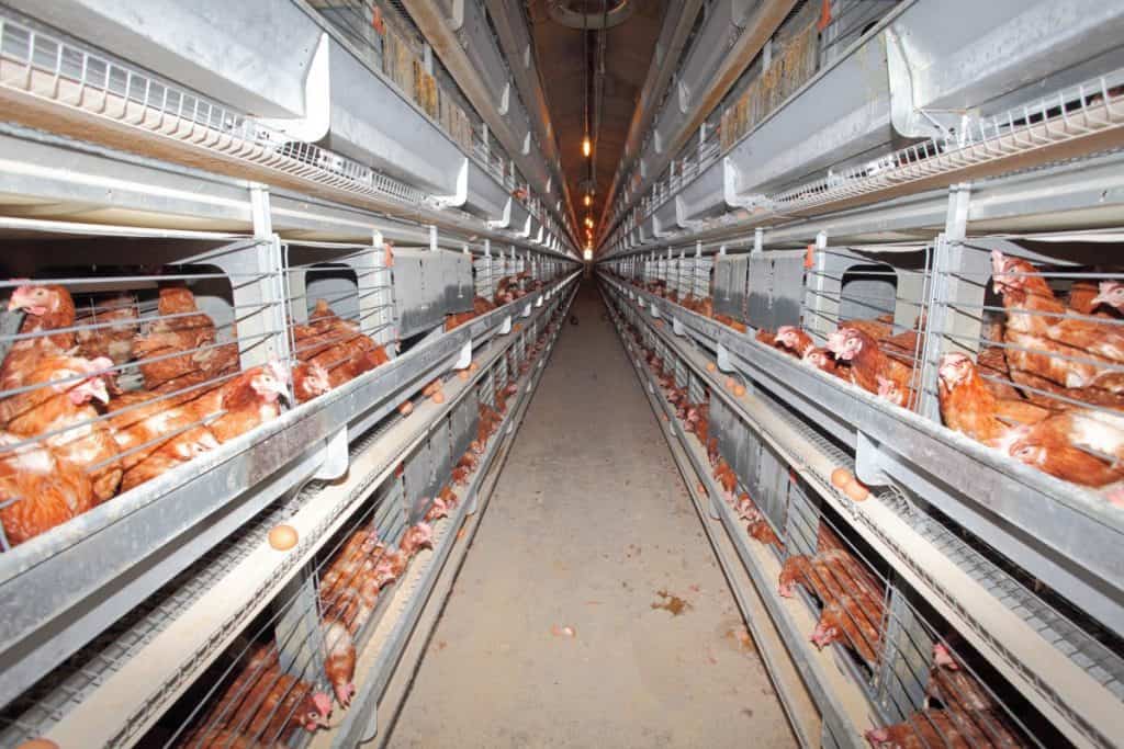 What Exactly Is A Chicken Farm *Battery*
