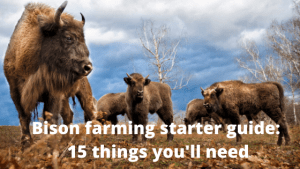 Bison Farming Starter Guide: 15 Things You'll Need - Farm Animal Report
