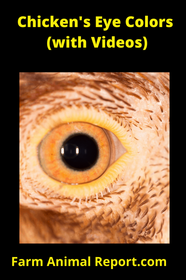 5 Pigments: Chicken Eye Color? (2024)