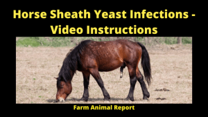 Horse Sheath Yeast Infections - (2024) Video Instructions