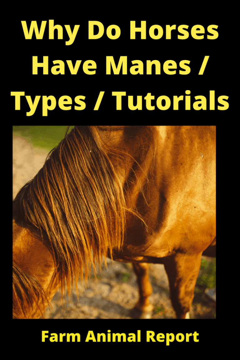 Why Do Horses Have A Mane? / Types / Tutorials