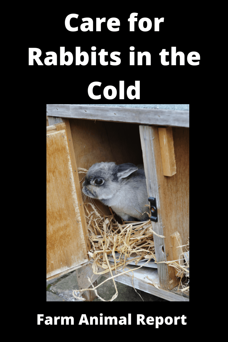 13 Steps: How To Care For Rabbits In The Cold