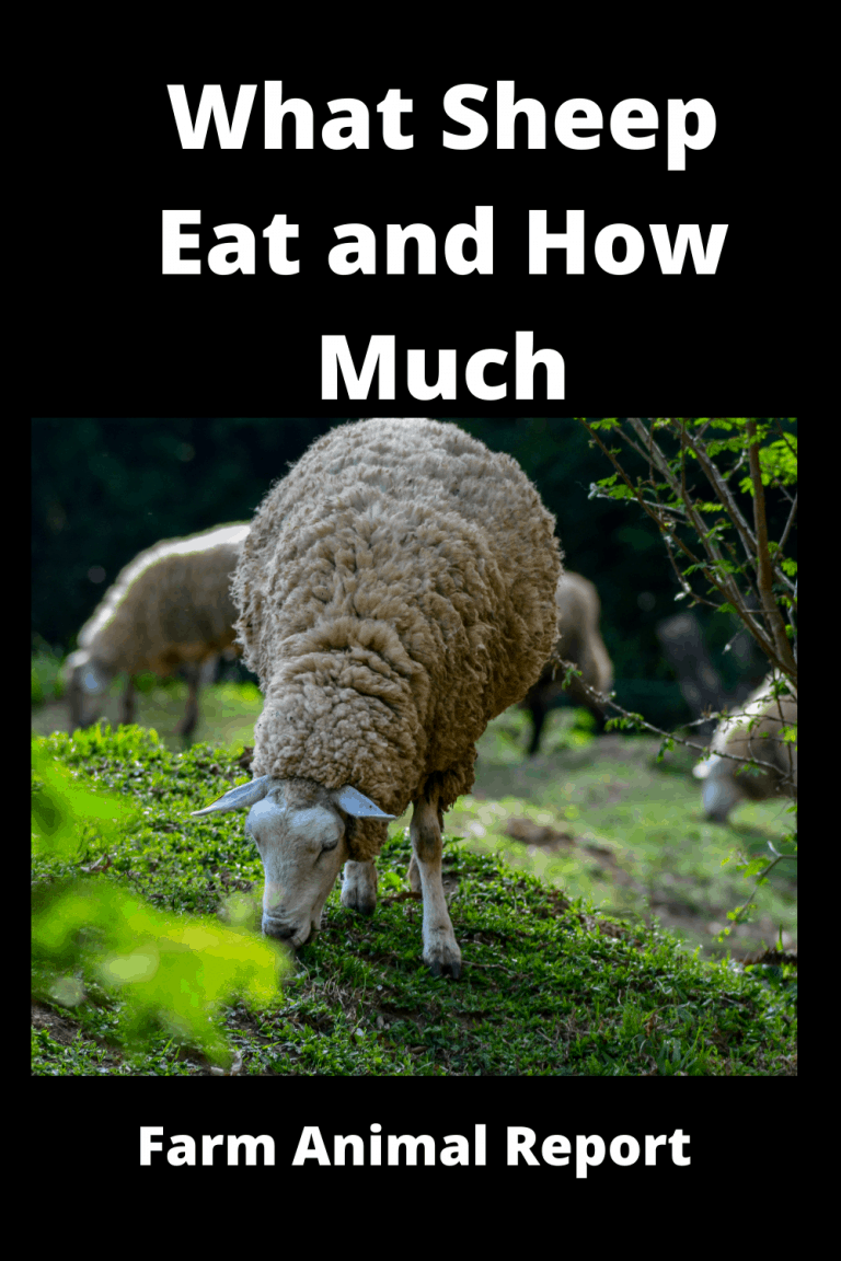 What Sheep Eat And How Much / Your Guide To Feeding Sheep
