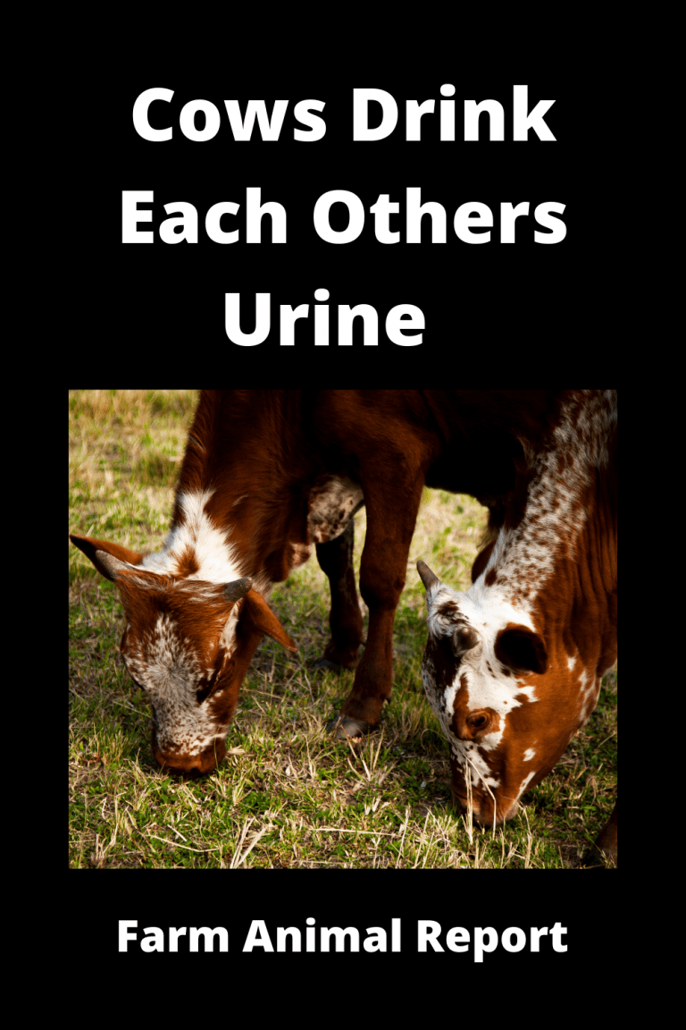 What Do Cows Drink | Milk | Water (URINE - 2024)