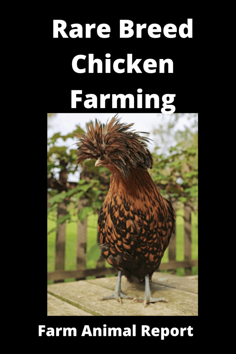 *RARE* Breed Chicken Farming