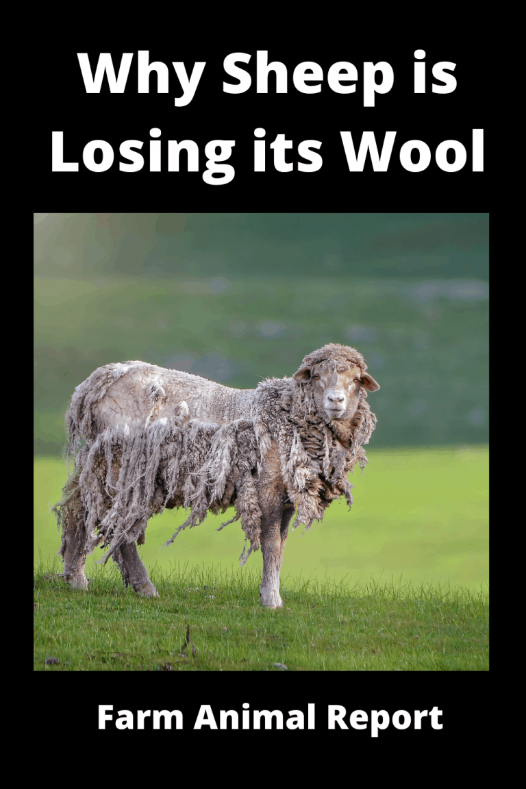 Why Sheep Is Losing Its Wool / **11** Reasons