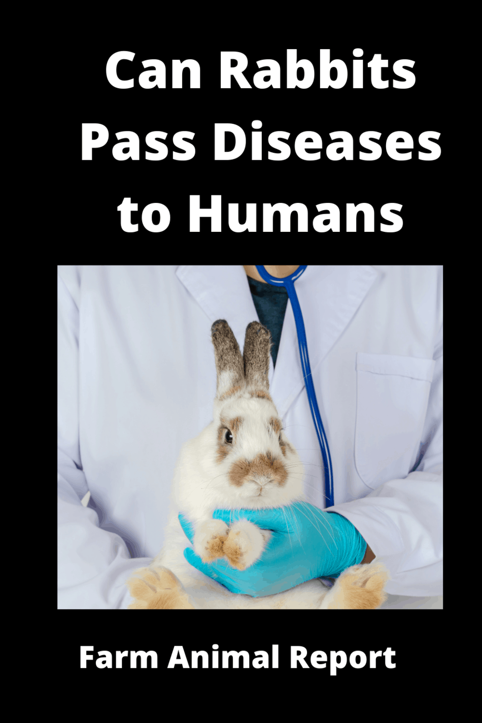 Can Rabbits Pass Diseases To Humans? ( 4 BIG ONES )