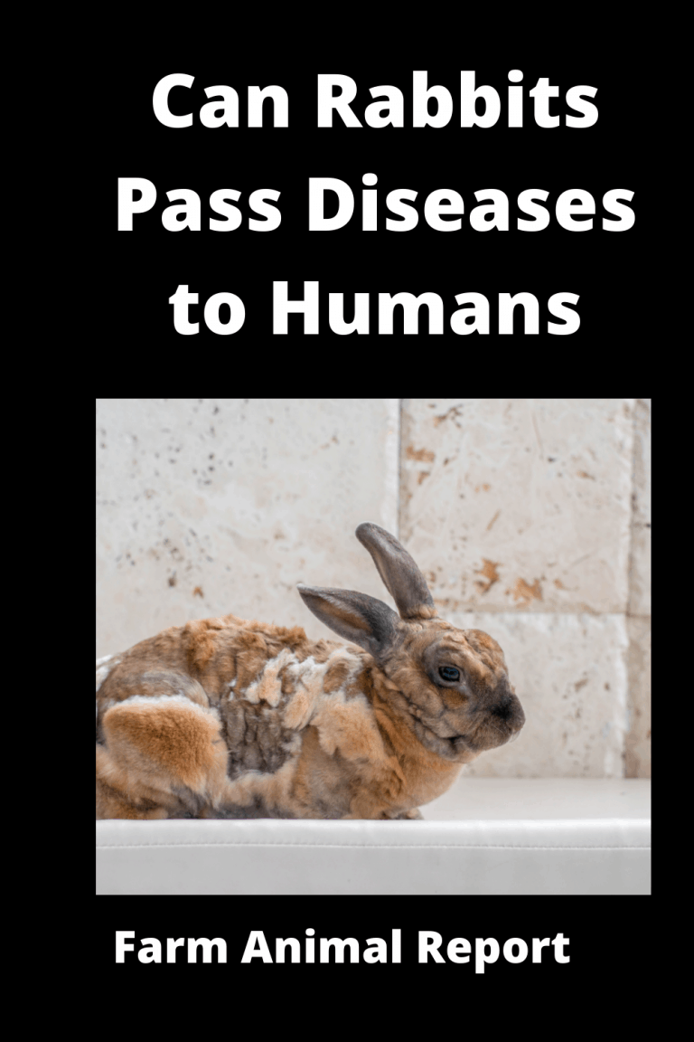 Can Rabbits Pass Diseases To Humans? ( 4 BIG ONES )