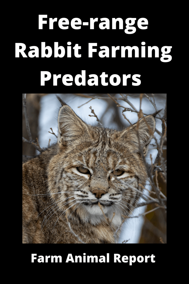 Free Range Rabbit | Free Range Rabbits - Farm Animal Report