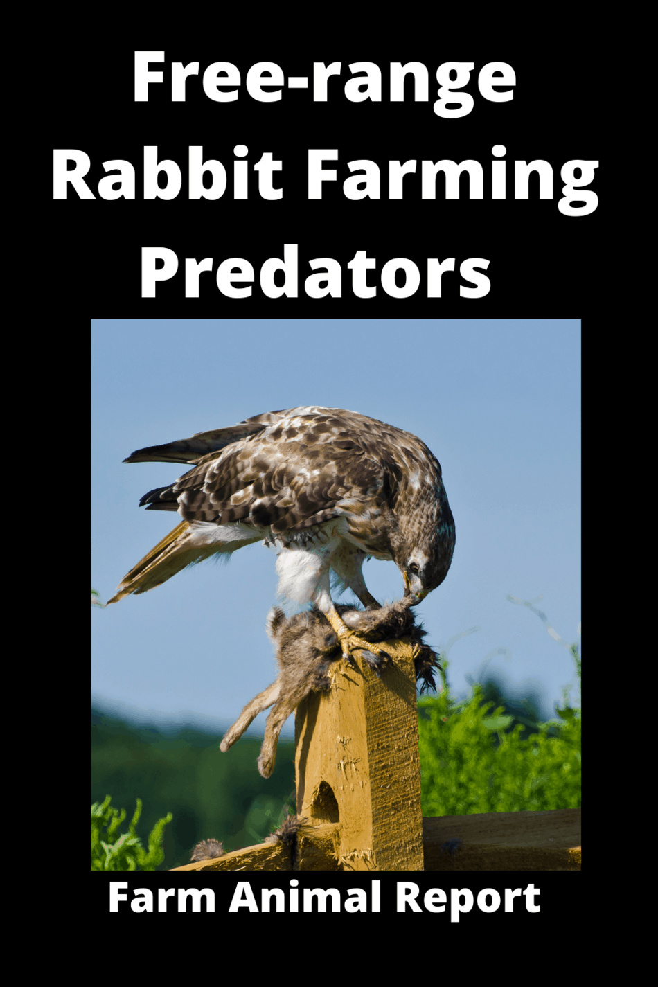 Free Range Rabbit | Free Range Rabbits - Farm Animal Report