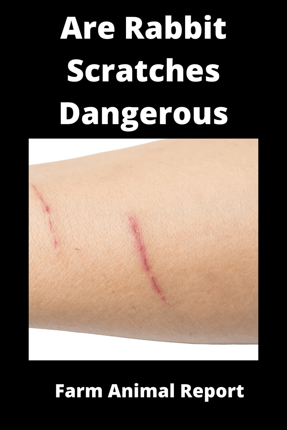 13 Tested Facts: Are Rabbit Scratches Dangerous (2024)?
