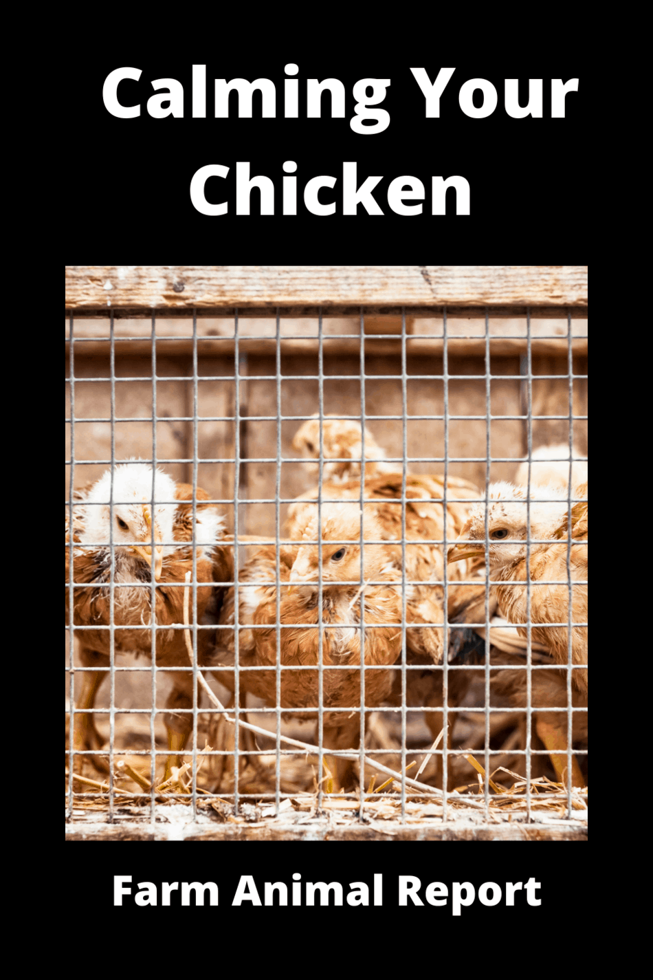 How To Calm Your Chicken **CHILL**