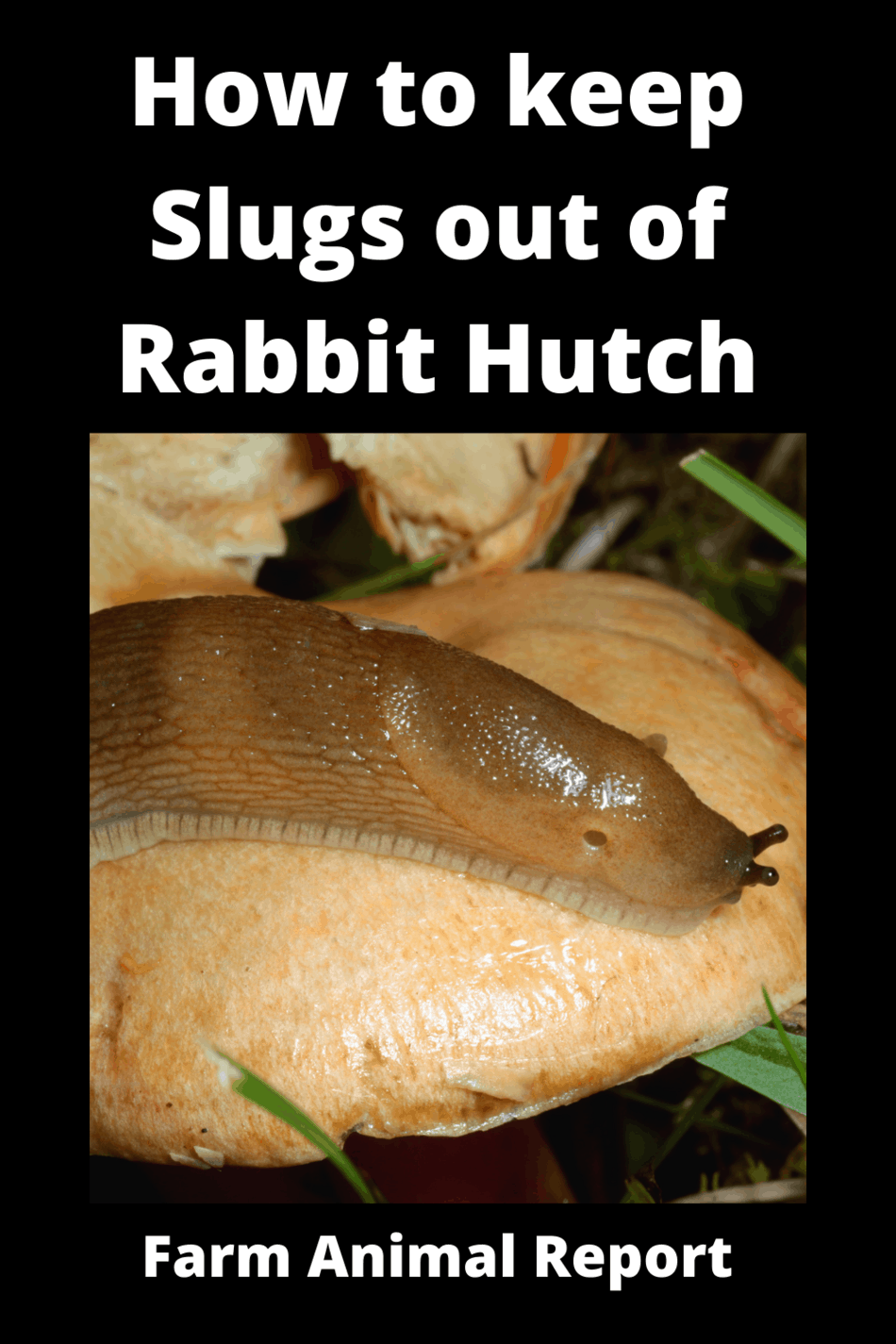 7 Simple Solutions: How To Keep Slugs Out Of Rabbit Hutch (2024)