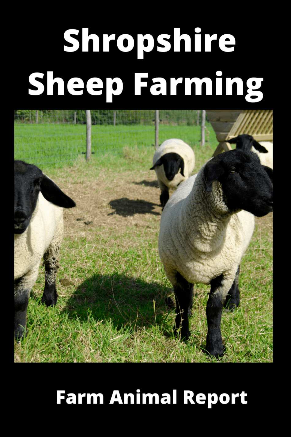 Ultimate Guide Shropshire Sheep Farming