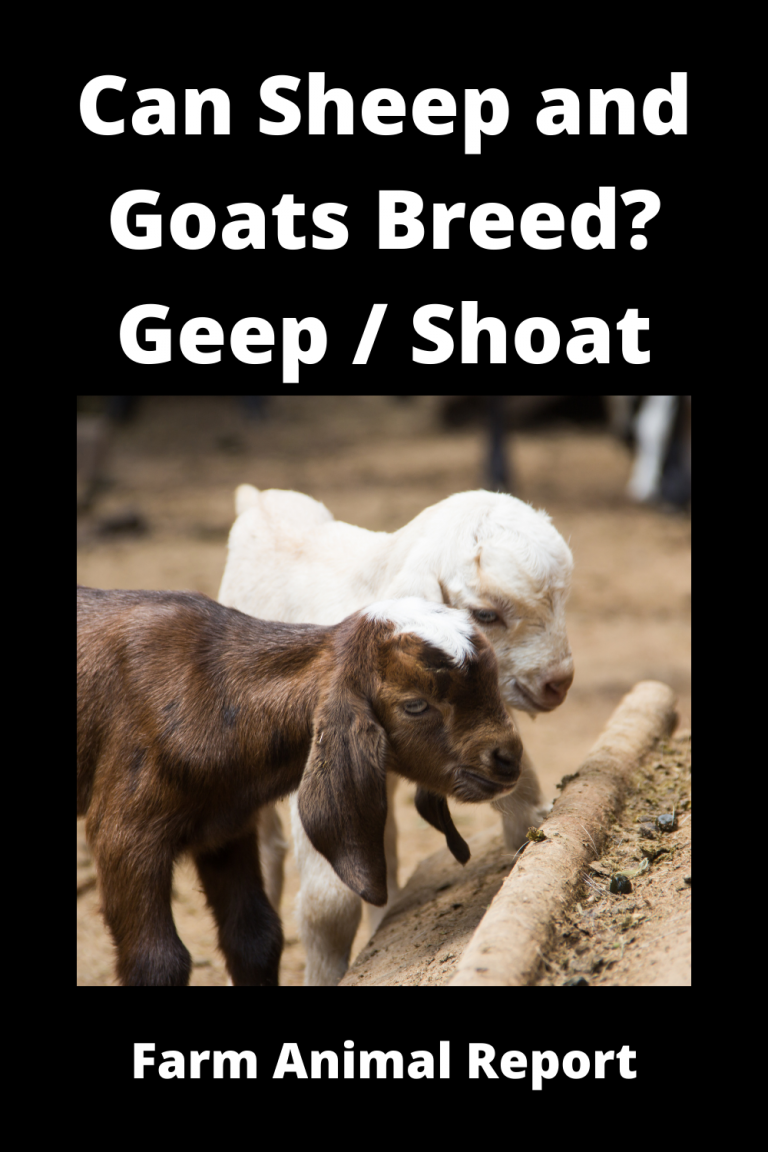 Can A Goat And A Sheep Breed? **Geep / Shoat**