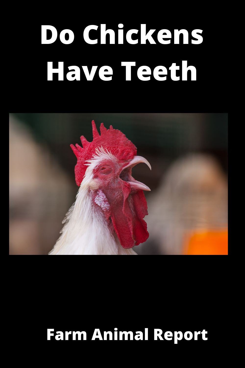 Do Chickens Have Teeth | Chickens | Teeth | Chicken | Eat