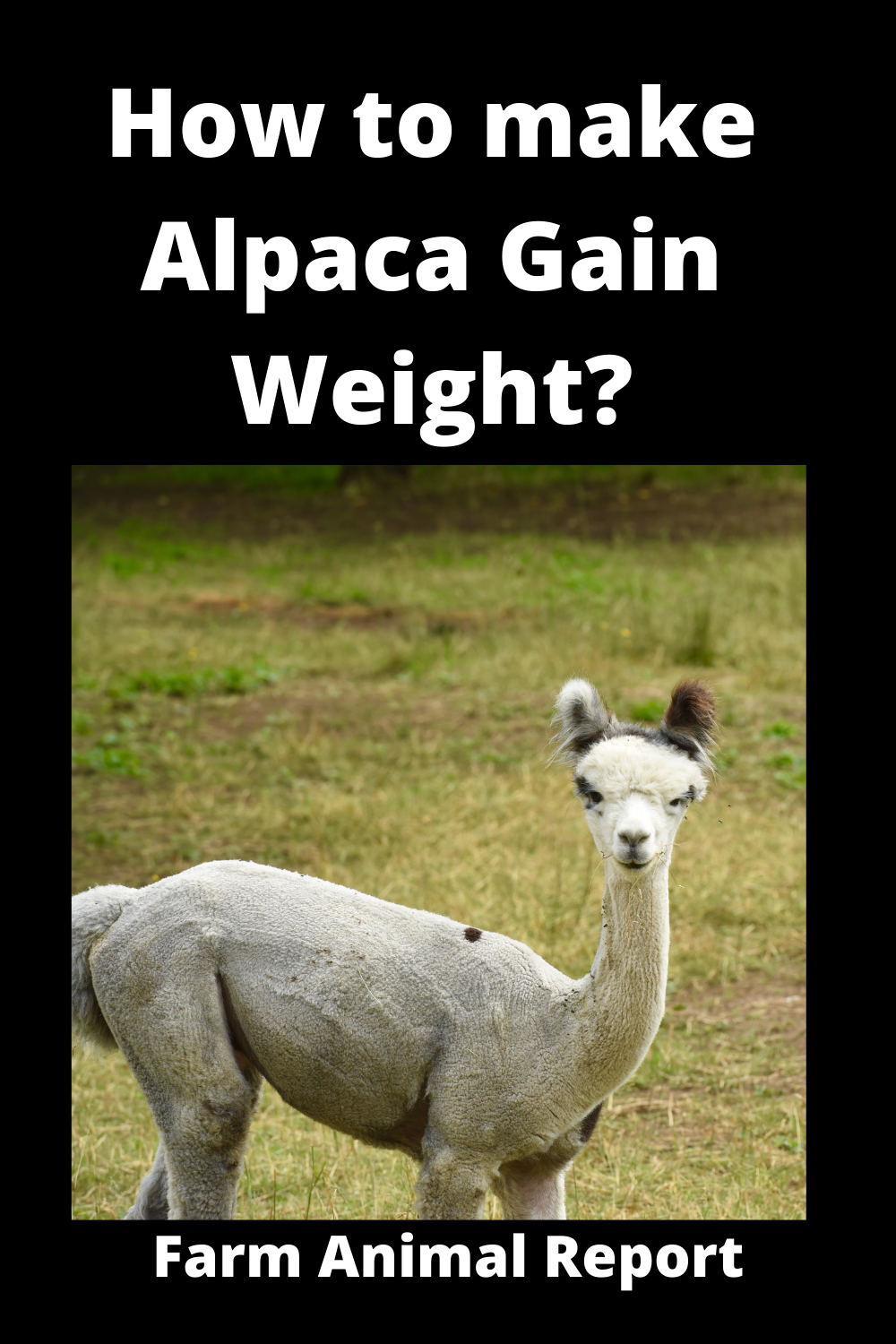 How To Make Alpaca Gain Weight (2024)? **SKINNY**