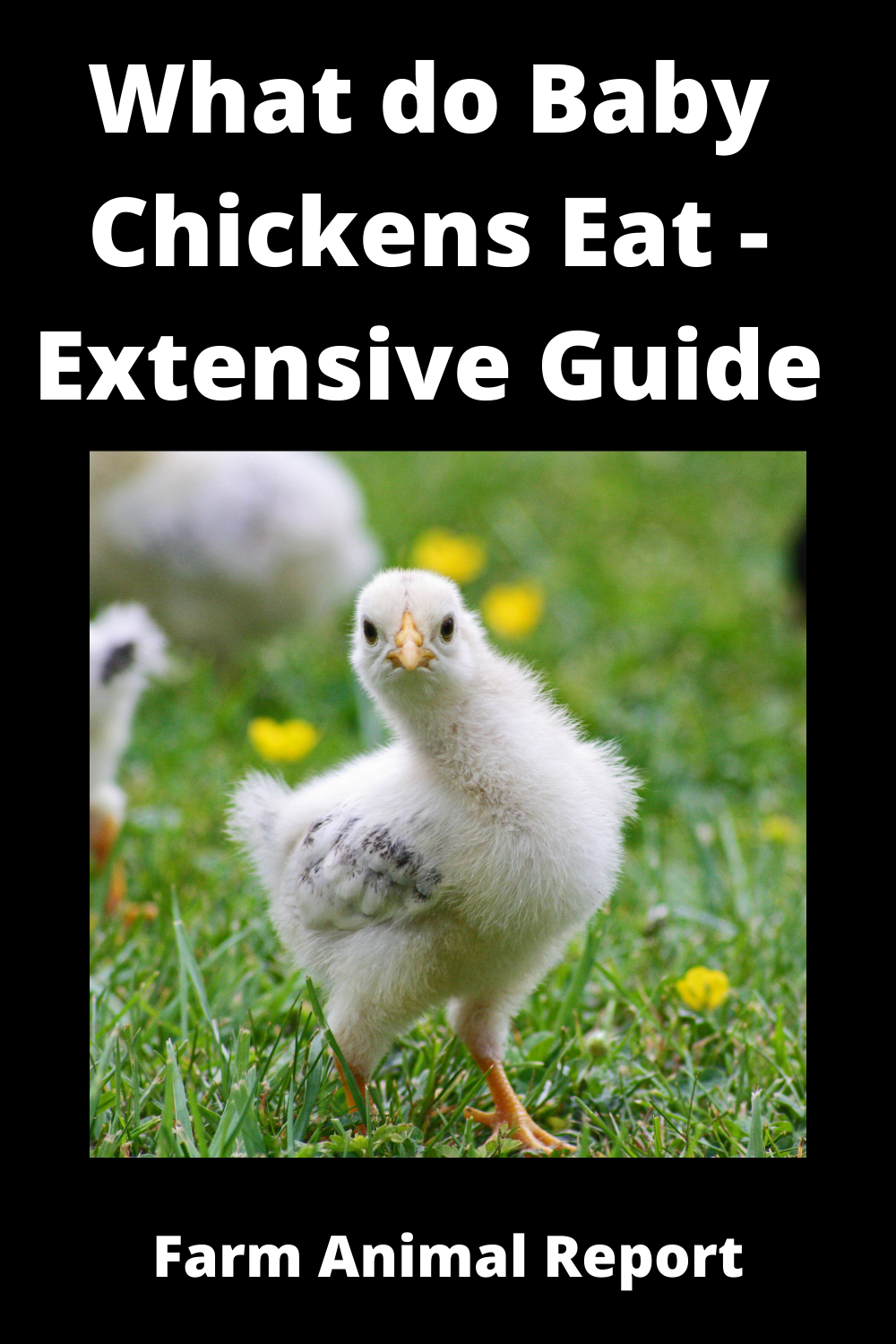 What Do Baby Chickens Eat **BREAKFAST**