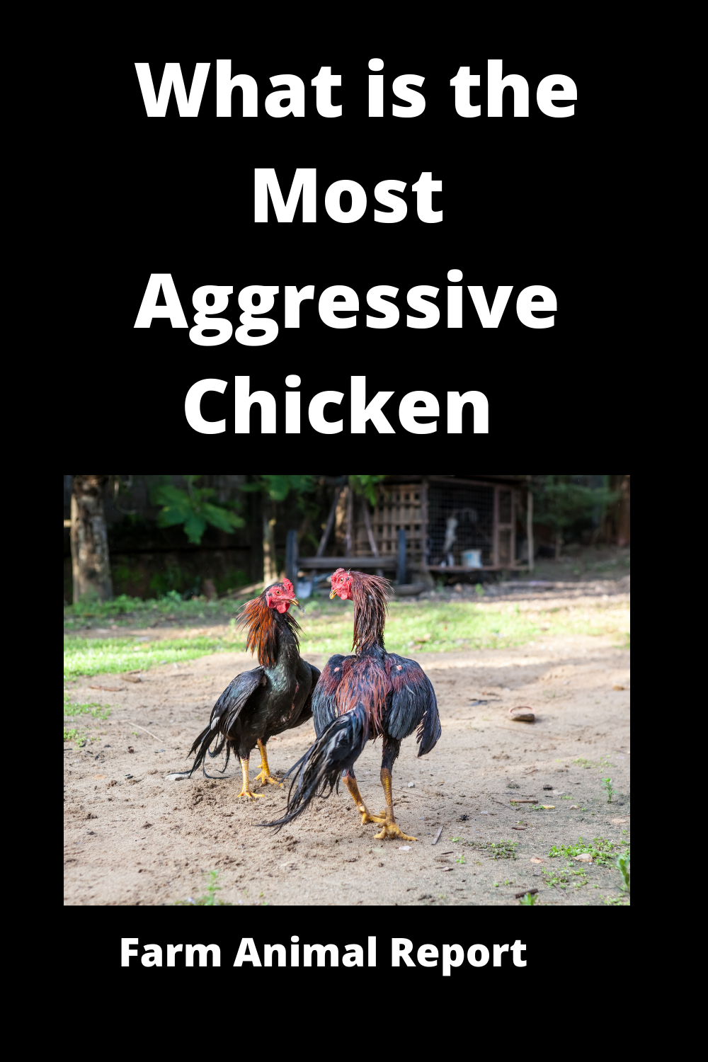 Best Fighting Rooster Breed In The World - Asil **DANGER**