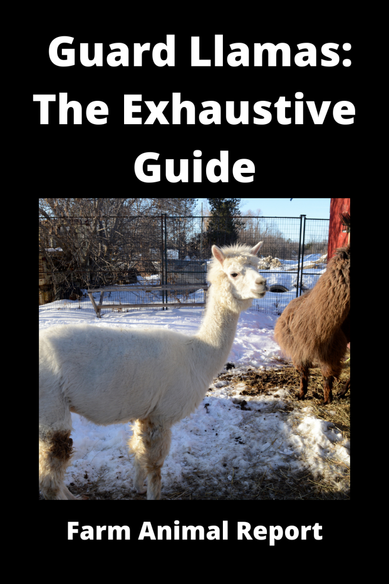 Guard Llamas: The Exhaustive Guide