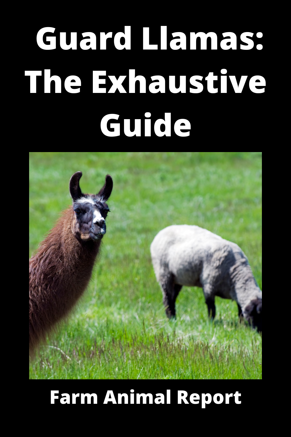 Guard Llamas: The Exhaustive Guide