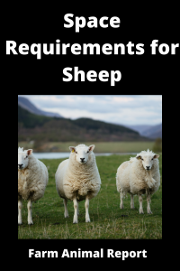 How Much Space Do Sheep Need? - Farm Animal Report