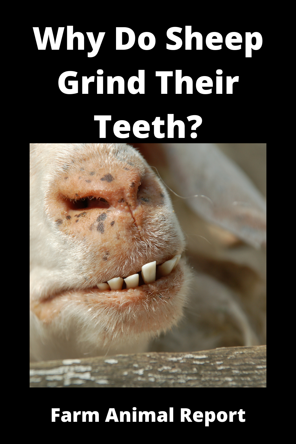 Why Do Sheep Grind Their Teeth? (2024)