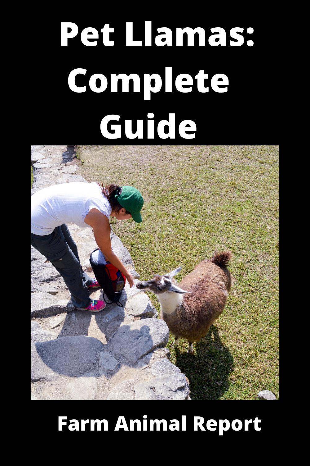 Pet Llamas: Complete Guide
