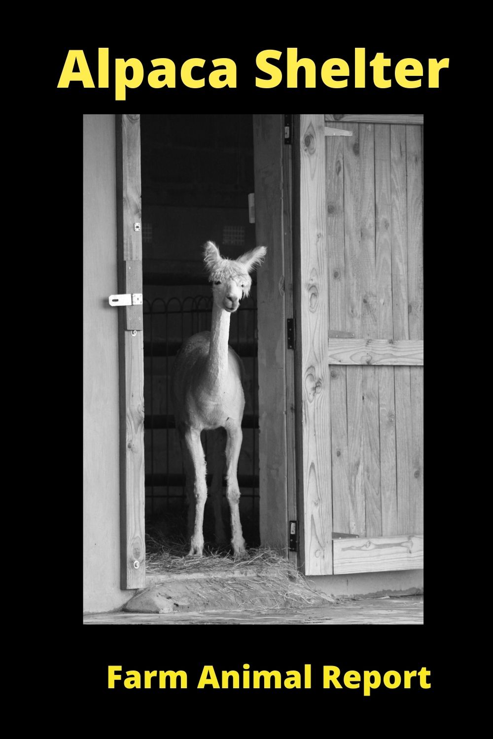 Alpaca Shelter - Understanding The Different Types **BARNS**
