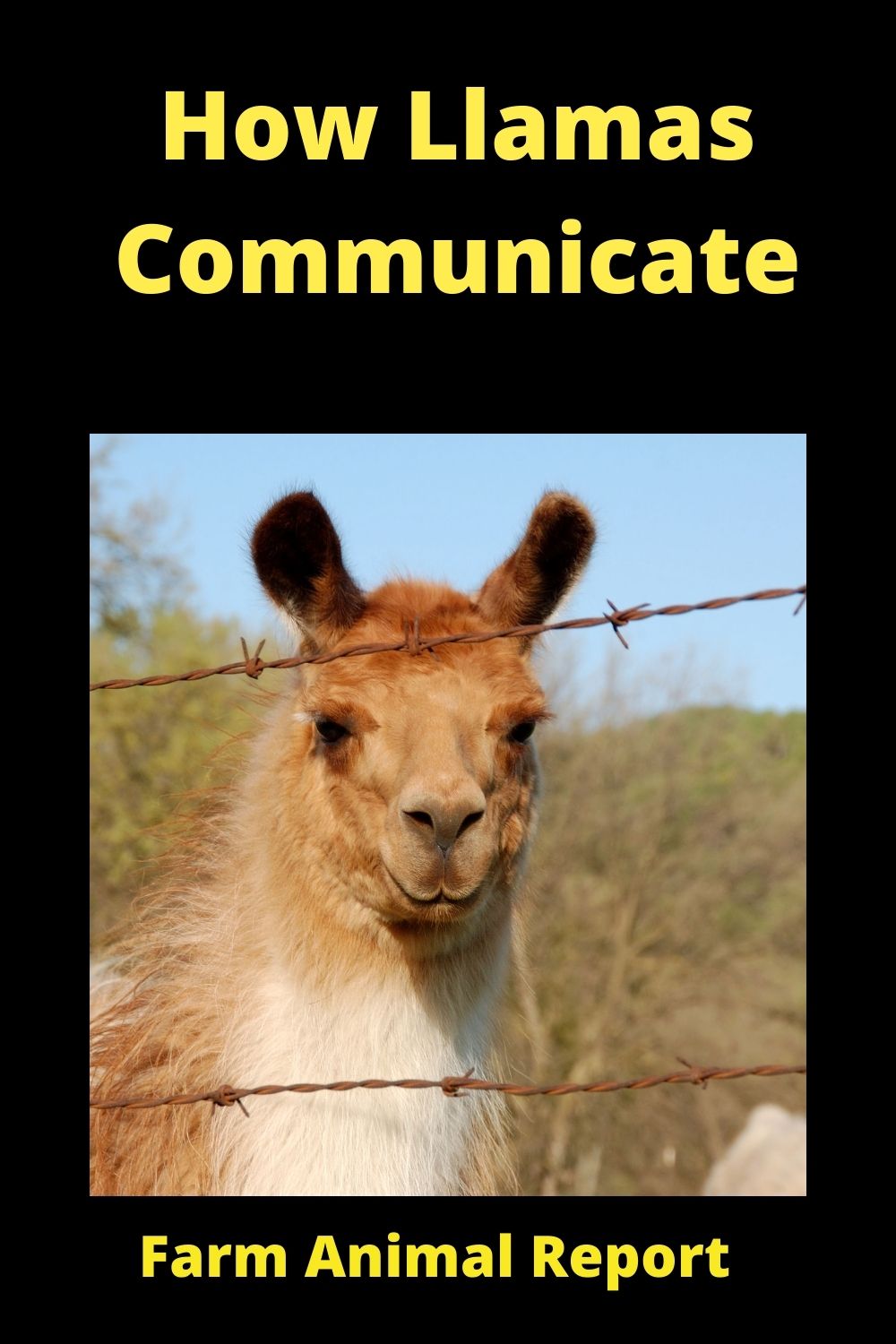 9 Sounds: What Sound Does A LLama Make(2024)