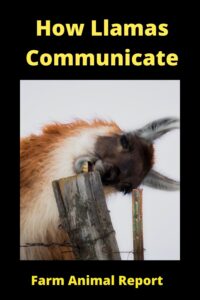 9 Sounds: What Sound Does A LLama Make(2024)