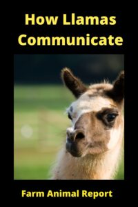 9 Sounds: What Sound Does A LLama Make(2024)