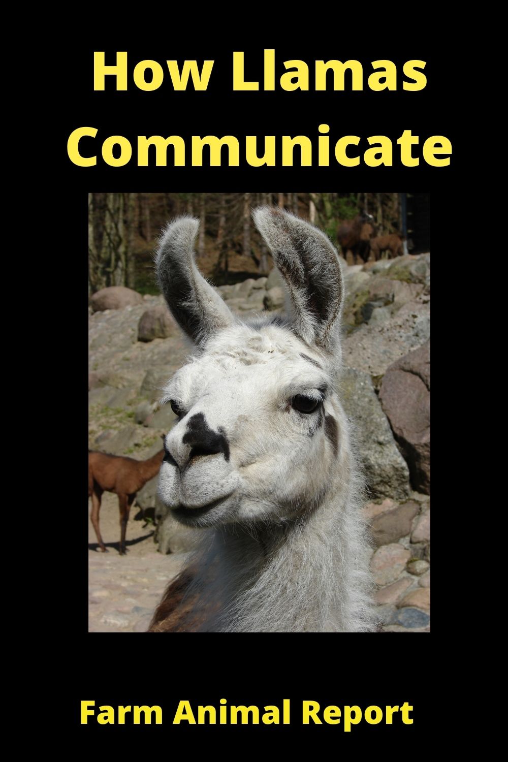 9 Sounds: What Sound Does A LLama Make(2024)
