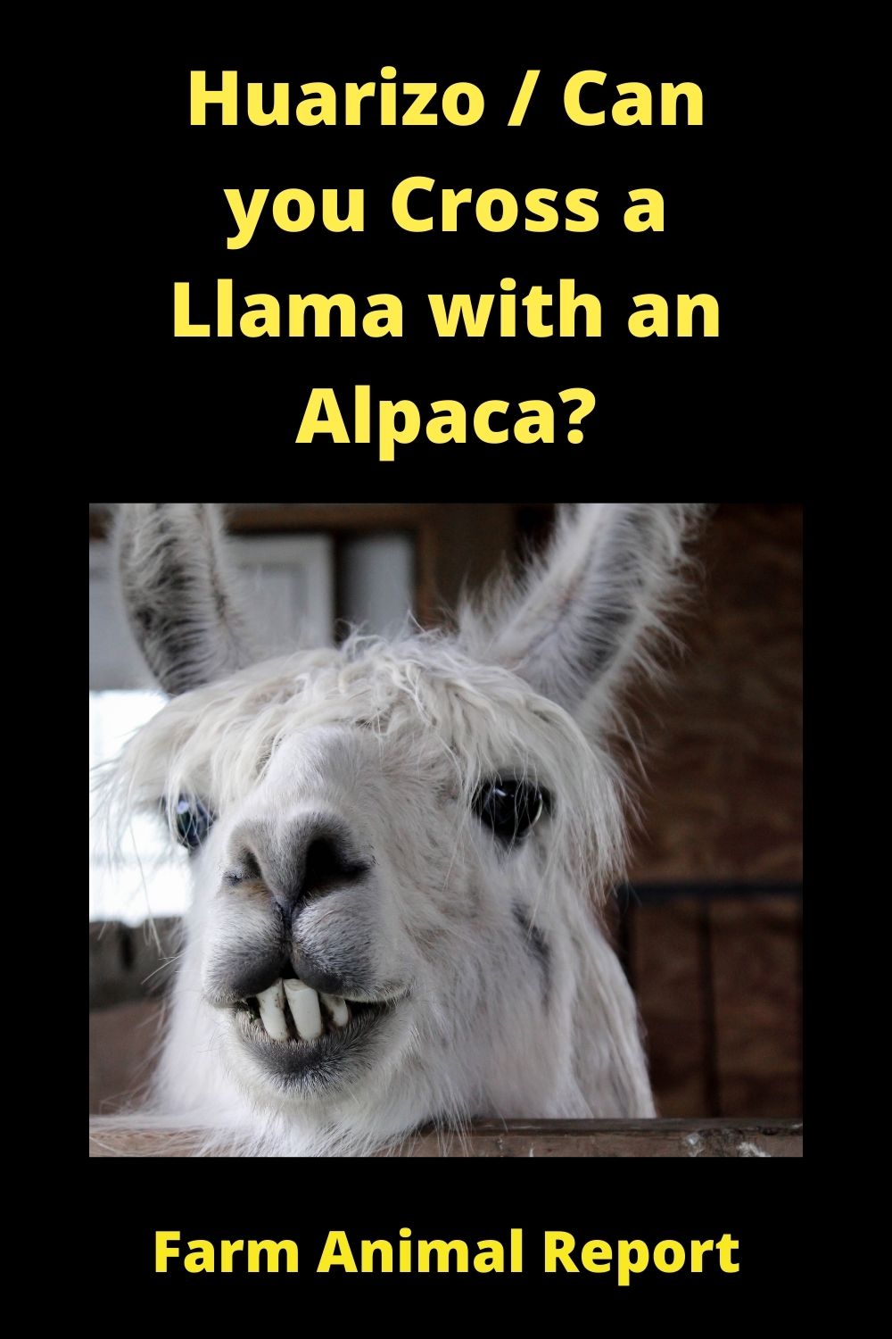 Llama And Alpaca Mix | How Can Llamas And Alpacas Breed | PDF | (2024 ...