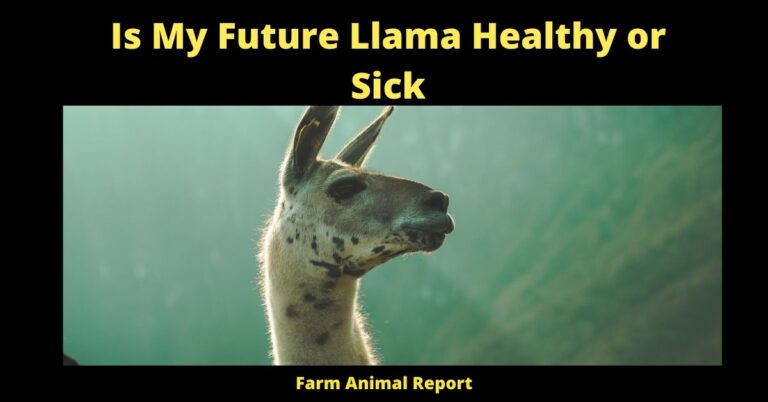 Llama Healthy Or Sick **TEMPERATURE**