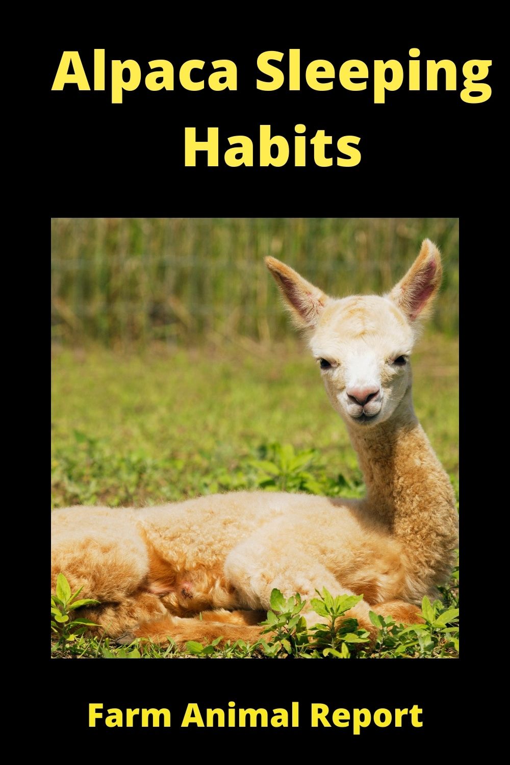 9 Ways: Sleeping Alpaca (2024) | Alpaca Sleep | Alpaca | PDF