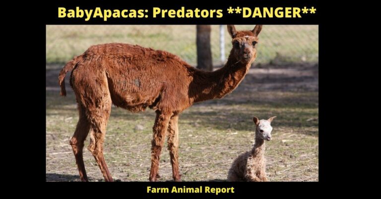 Baby Alpacas: Predators **DANGER**