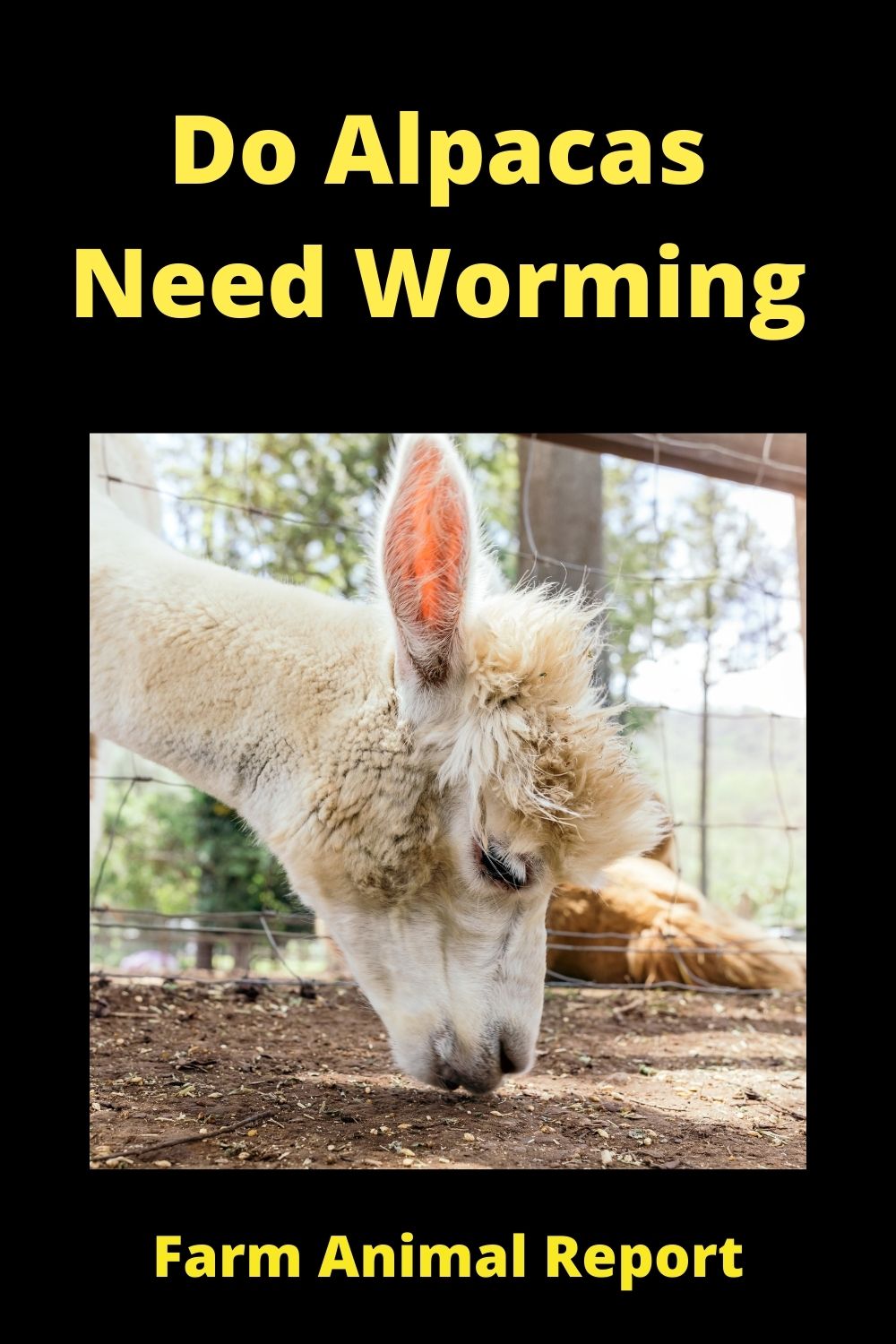 Do Alpacas Need **WORMING**?