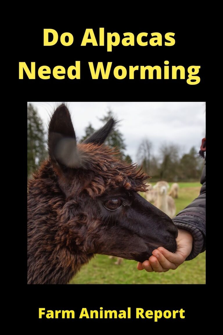 Do Alpacas Need **WORMING**?