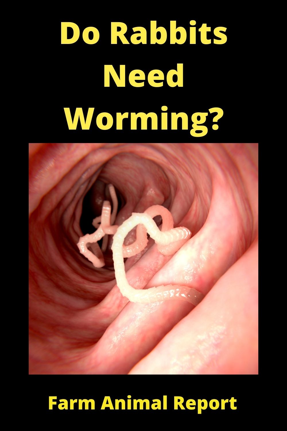 6 Bugs: Natural Dewormer For Rabbits (2024) | PDF