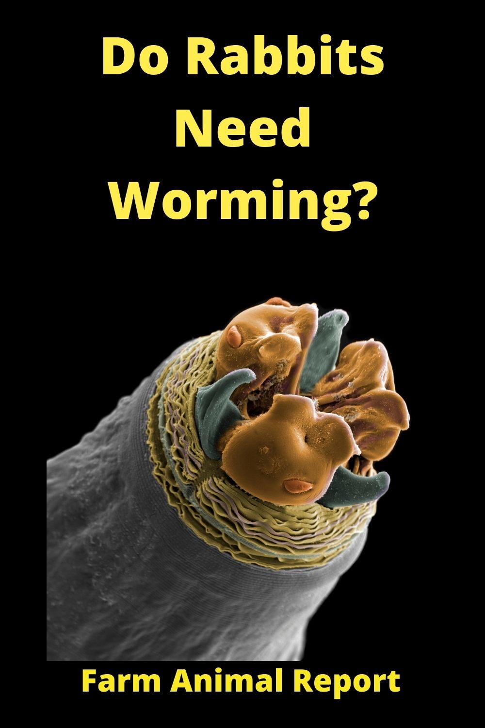 6 Bugs: Natural Dewormer For Rabbits (2024) | PDF