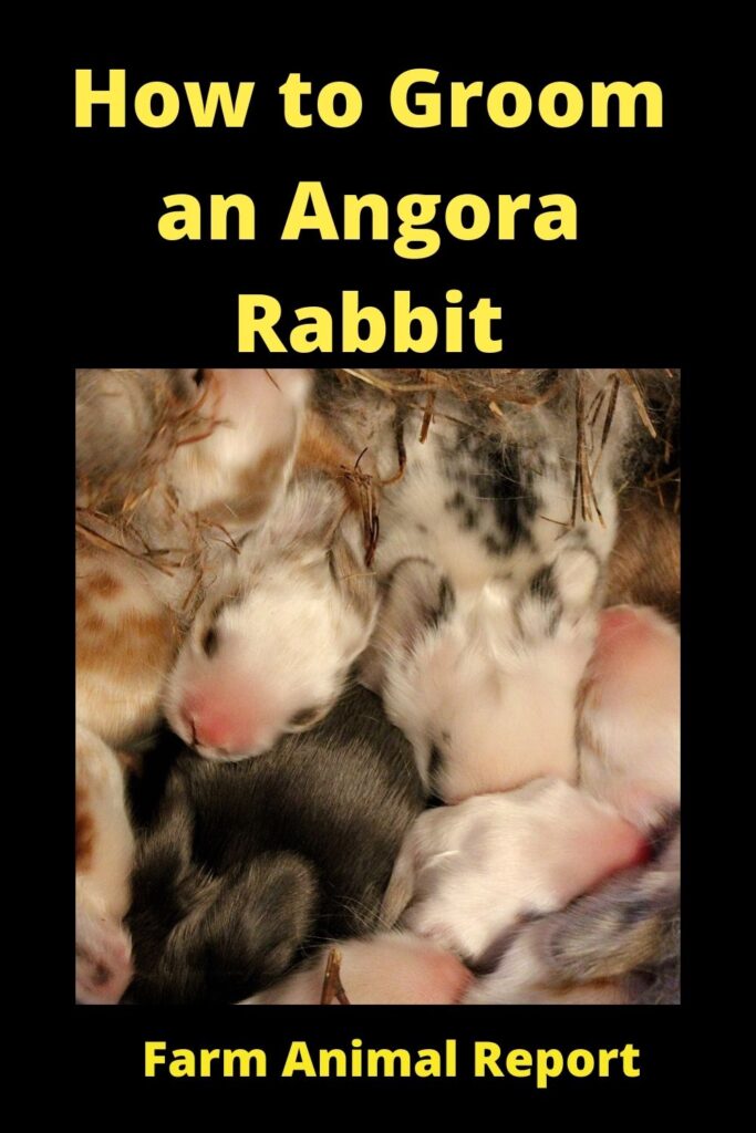 9 Easy Steps: Shave An Angora Rabbit | Angora Rabbits
