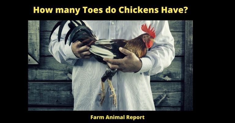 5/4 Toes: How Many Toes Do Chickens Have? (2024)