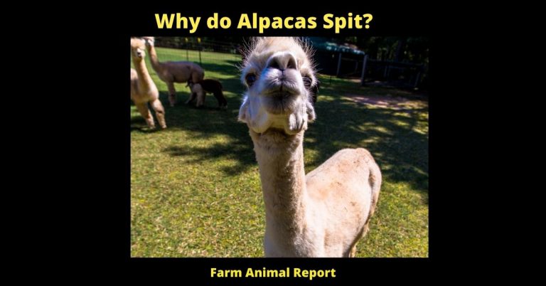 Why Do Alpacas Spit?