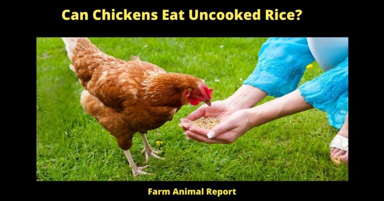 Can Chickens Eat Rice? The Ultimate Guide For Backyard Chicken Owners ...