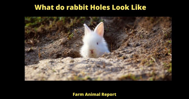 7 Easy Signs: What Do Rabbit Holes Look Like (2024)| Burrows | Hole | PDF