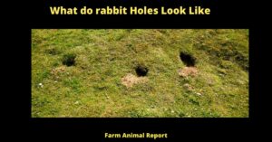 7 Easy Signs: What Do Rabbit Holes Look Like (2024)| Burrows | Hole | PDF