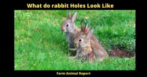 7 Easy Signs: What Do Rabbit Holes Look Like (2024)| Burrows | Hole | PDF