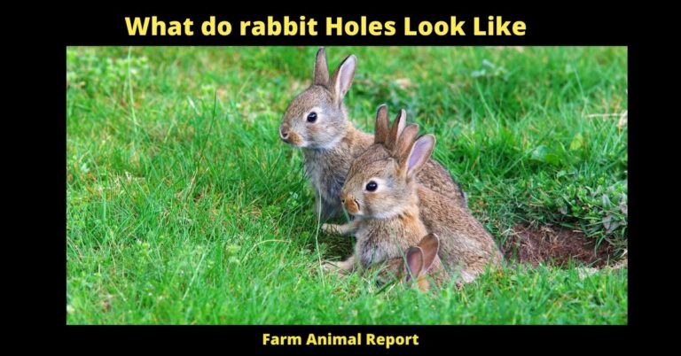 7 Easy Signs: What Do Rabbit Holes Look Like (2024)| Burrows | Hole | PDF