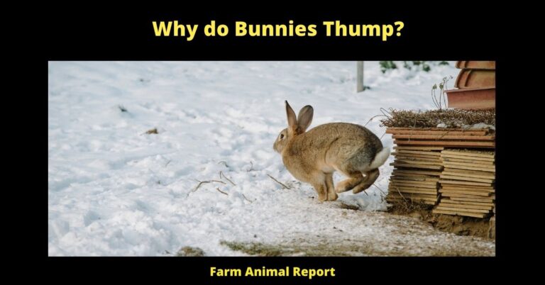 9 Reasons: Why Do Bunnies Thump?